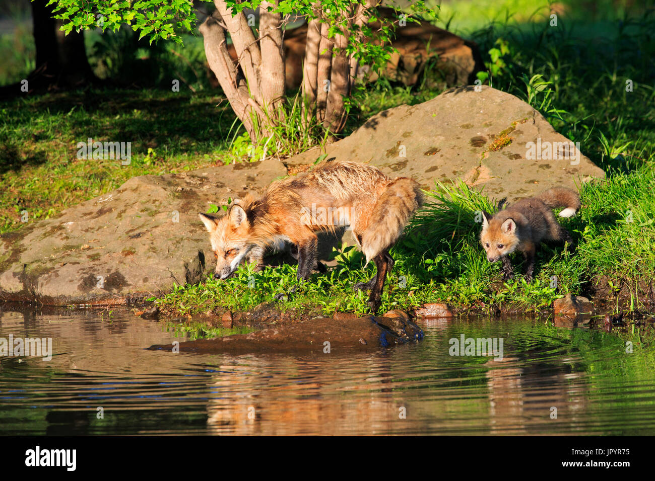 Red fox and young drinking at the water's edge - Minnesota Stock Photo ...