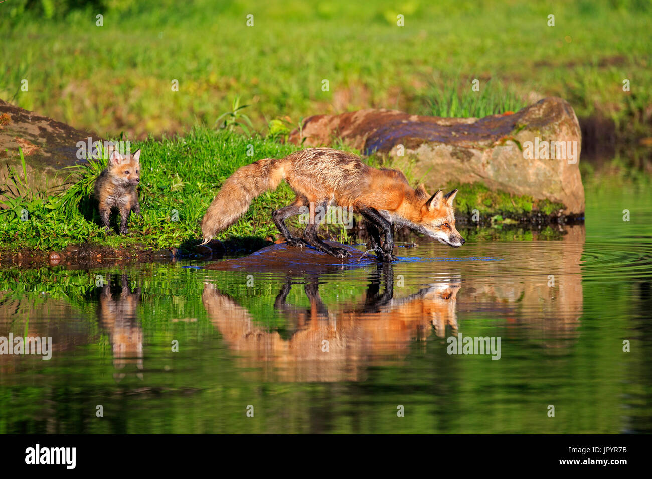 Red fox and young drinking at the water's edge - Minnesota Stock Photo ...