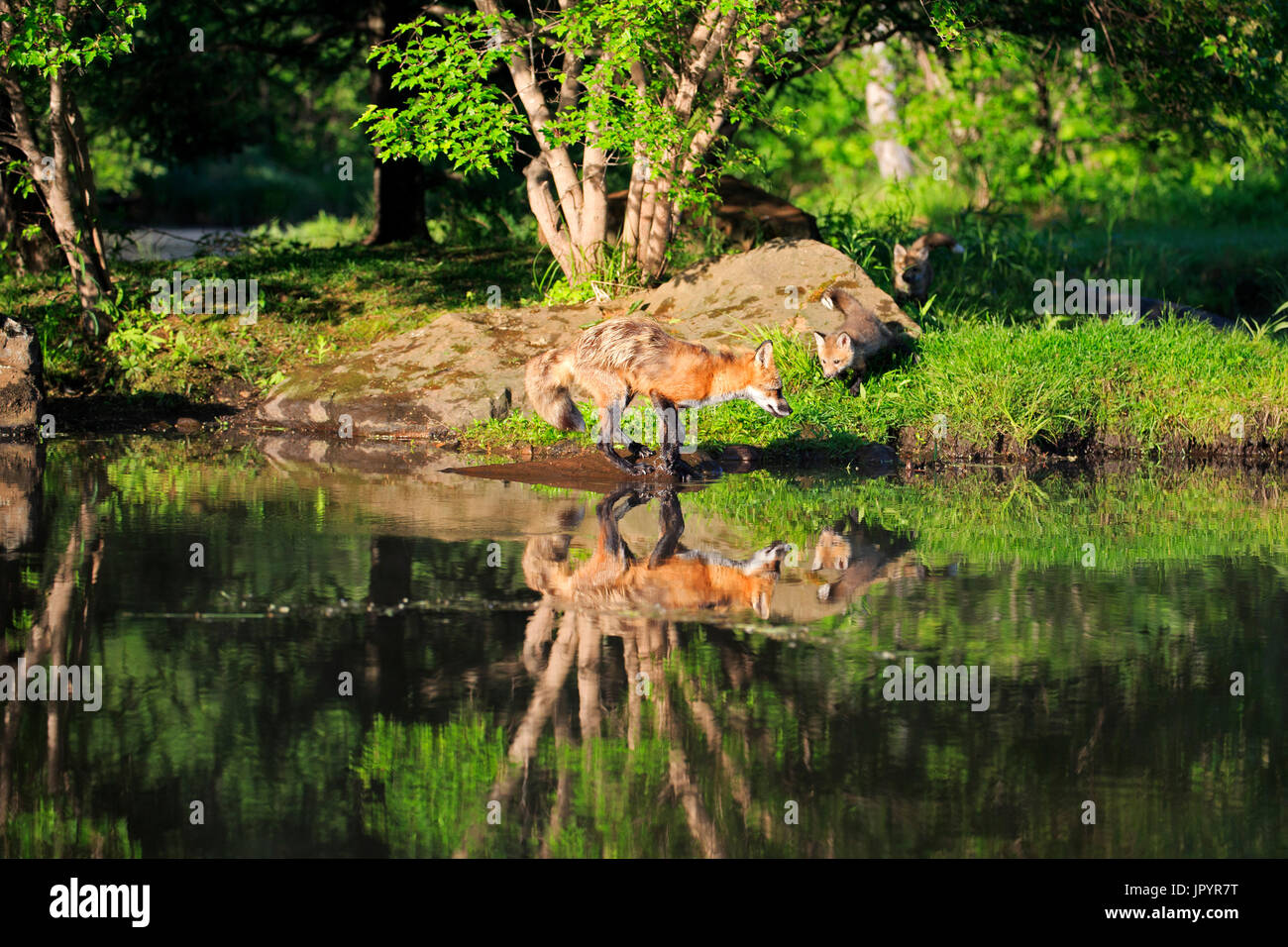 Red fox and young at the water's edge - Minnesota USA Stock Photo - Alamy