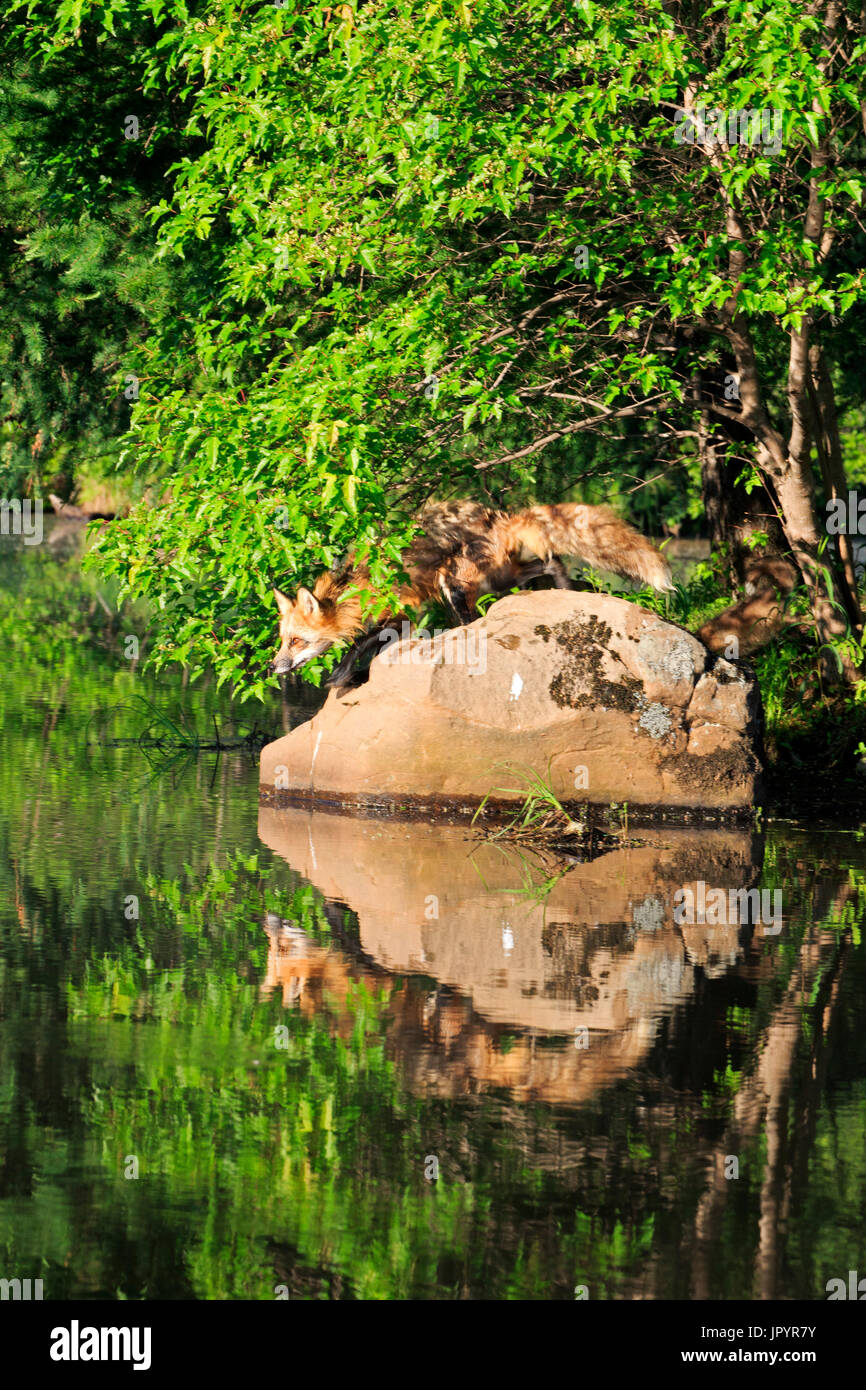 Red Fox at the waterside in spring - Minnesota USA Stock Photo - Alamy