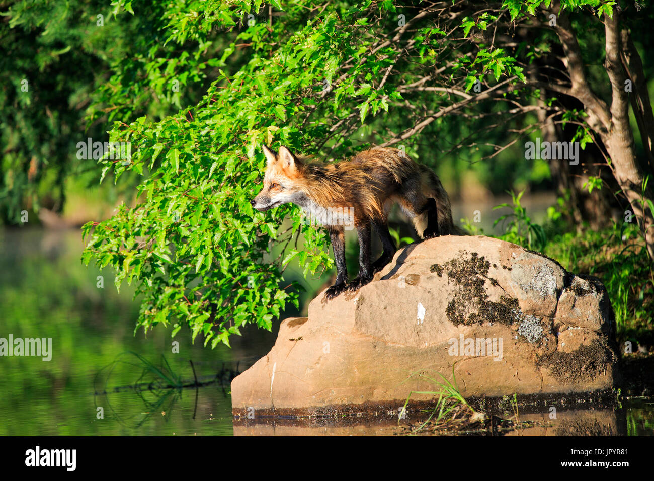 Red Fox at the waterside in spring - Minnesota USA Stock Photo - Alamy
