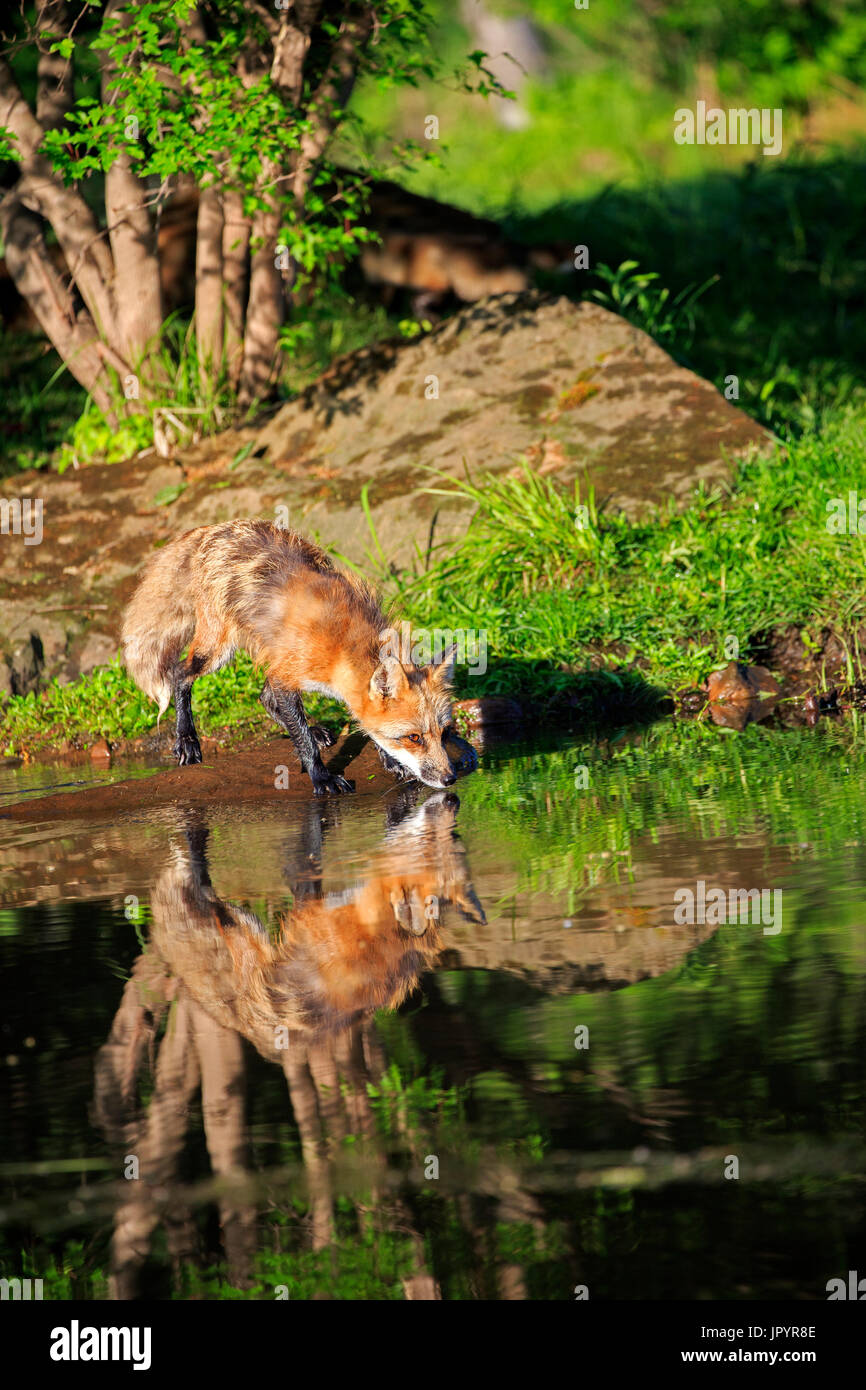 Red Fox drinking at the waterside - Minnesota USA Stock Photo - Alamy