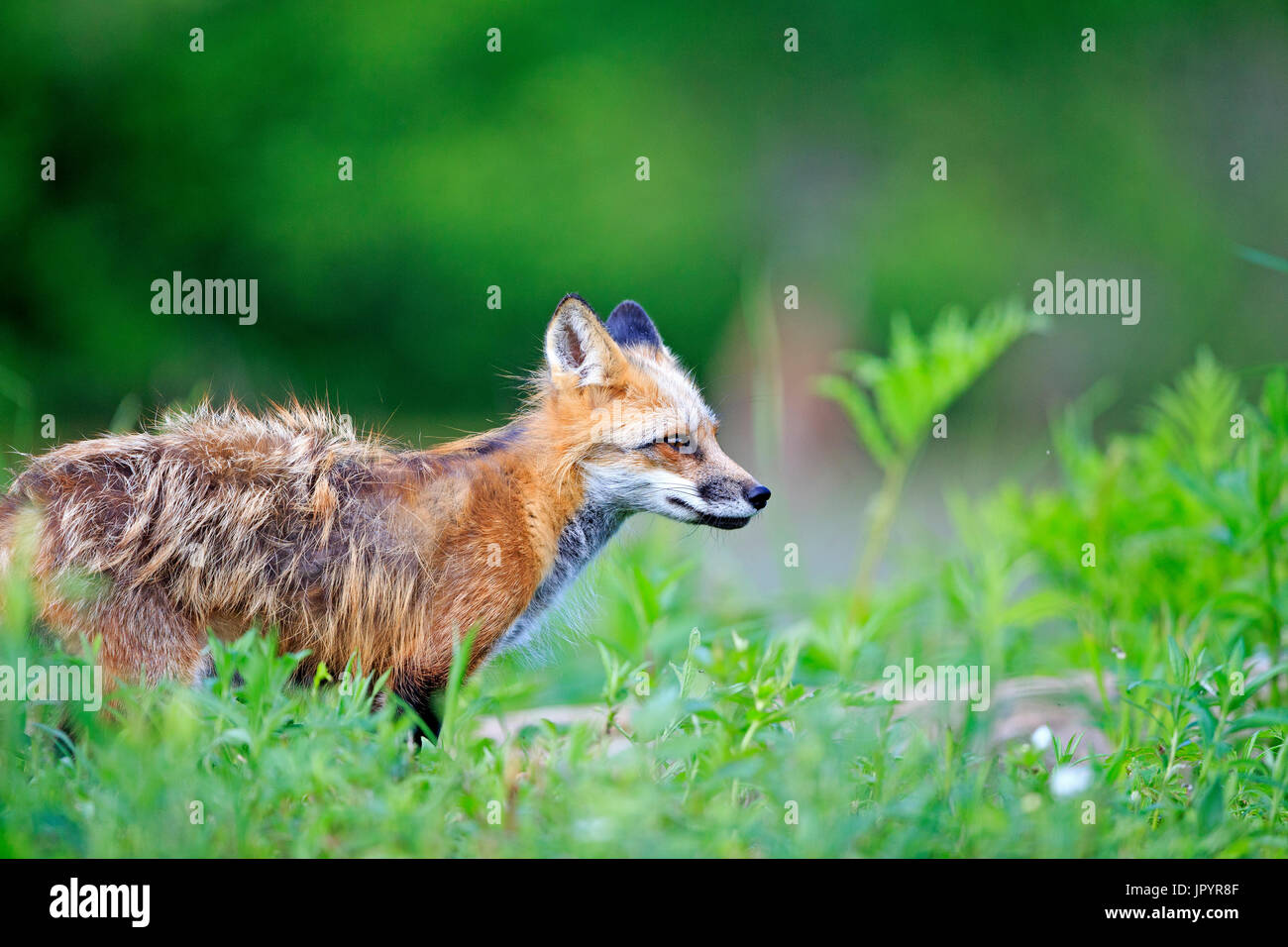 Red fox in spring - Minnesota USA Stock Photo - Alamy