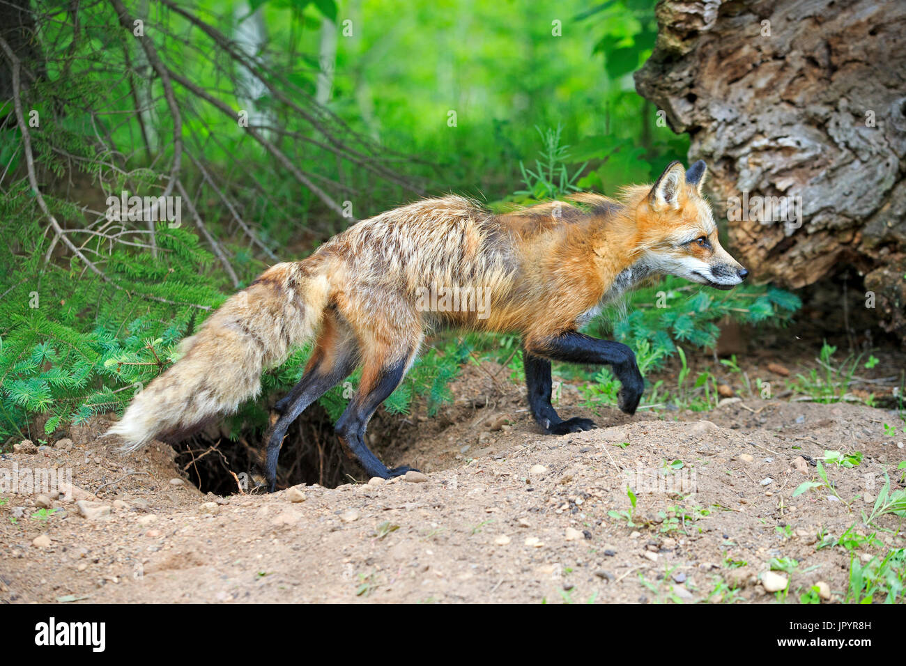 Red Fox before his burrow in spring - Minnesota USA Stock Photo - Alamy