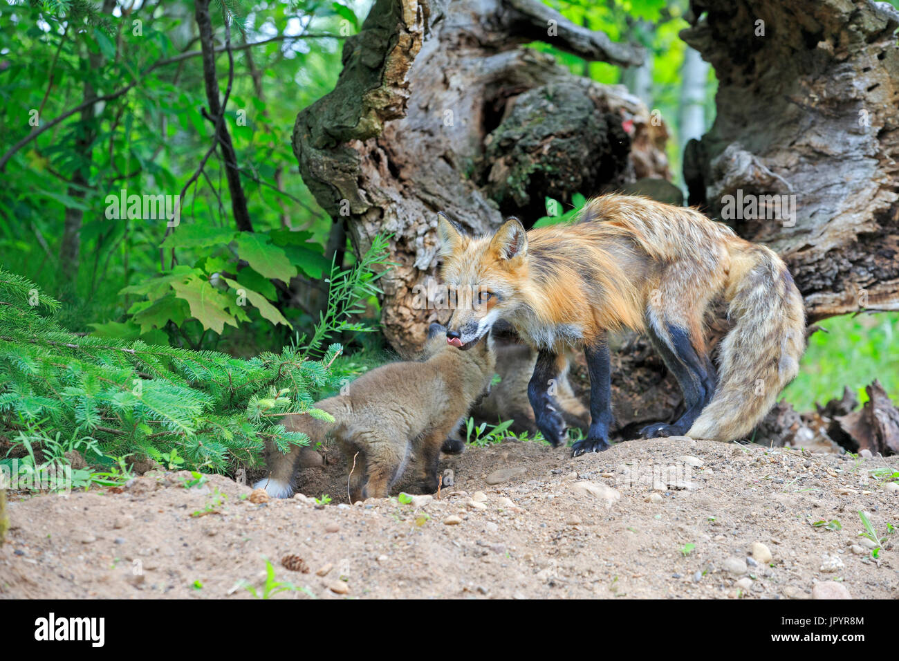Red fox and young at burrow - Minnesota USA Stock Photo - Alamy