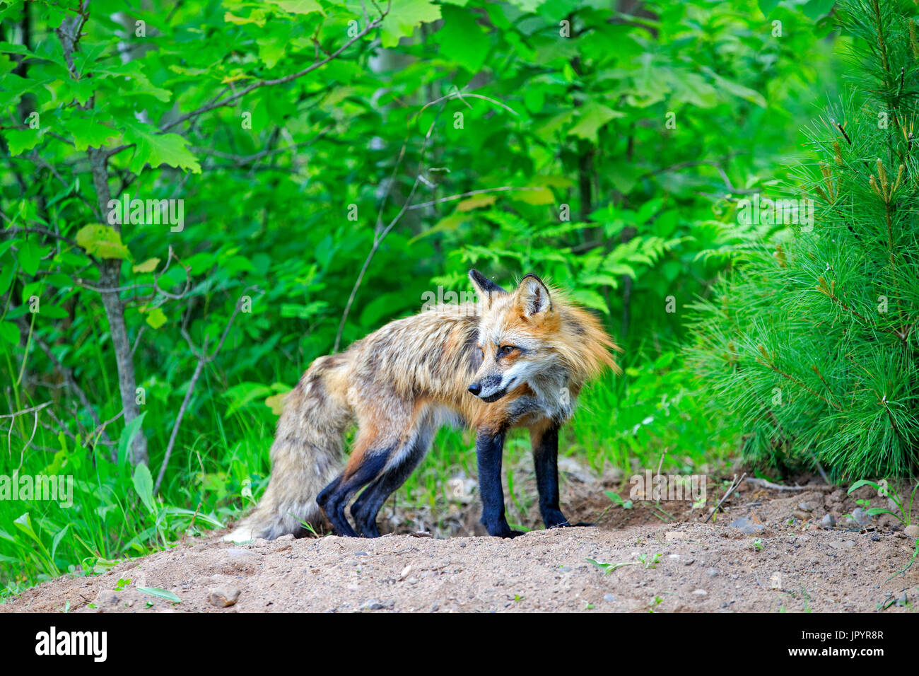 Red Fox before his burrow in spring - Minnesota USA Stock Photo - Alamy