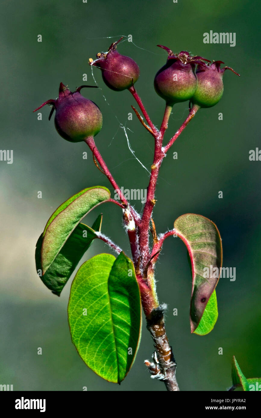 Snowy mespilus in fruit in Catalonia - Spain Stock Photo - Alamy