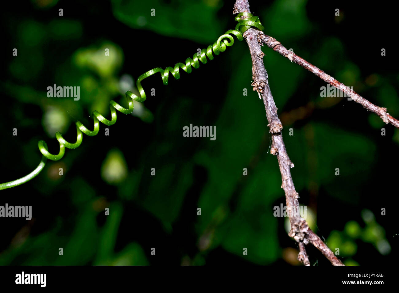 Natural poisons hi-res stock photography and images - Alamy