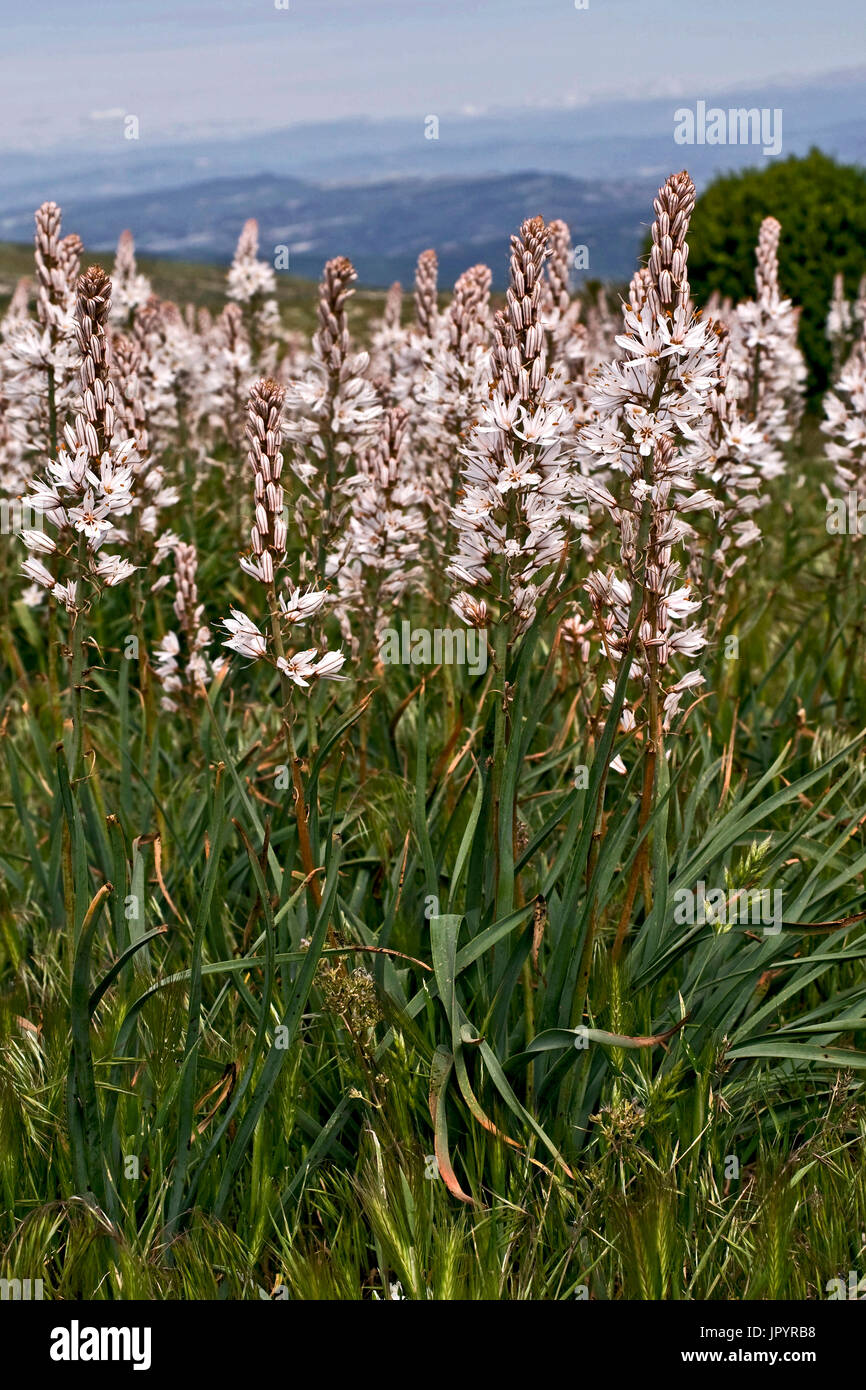 Asphodels in bloom in Catalonia - Spain Stock Photo - Alamy