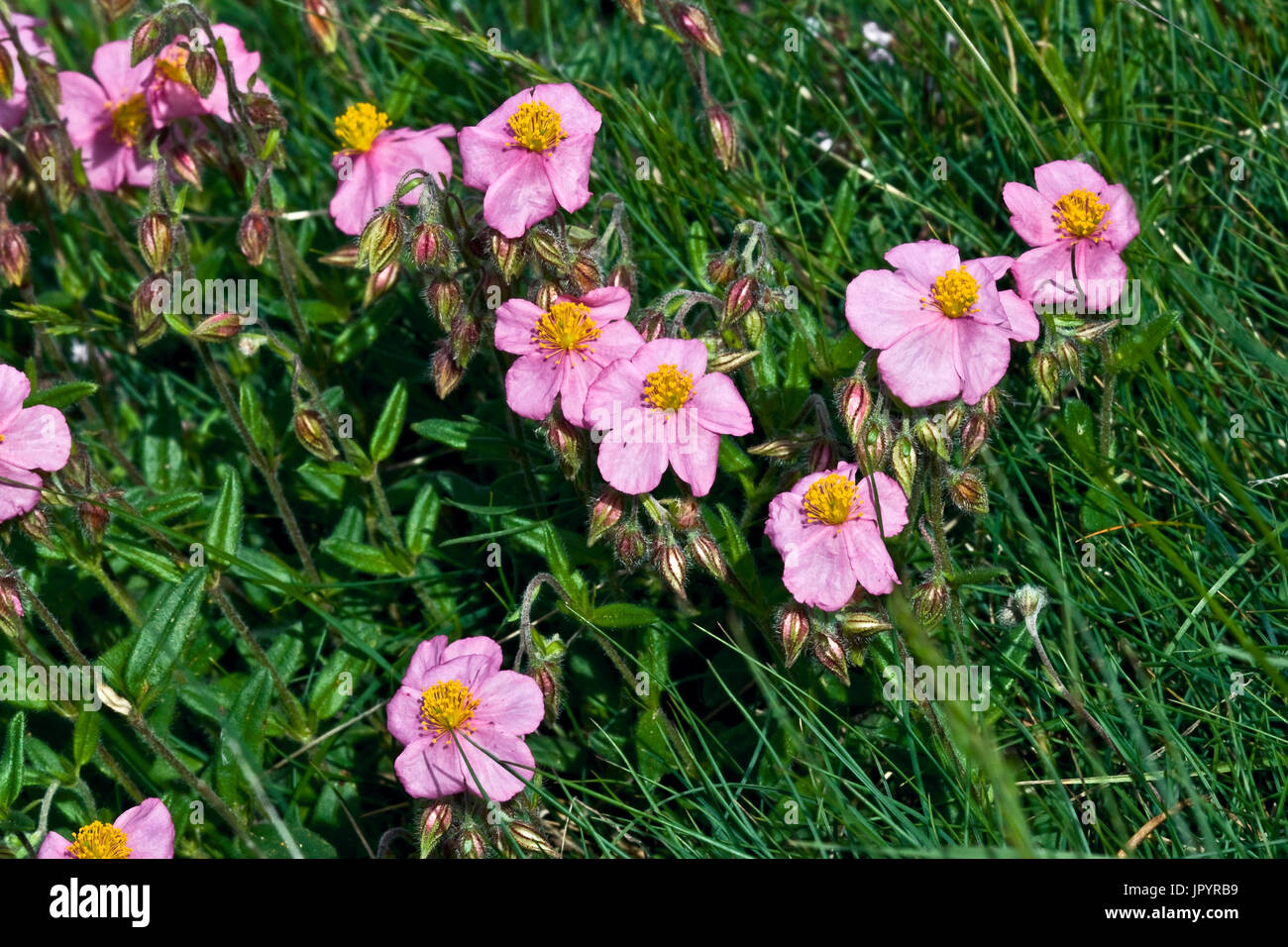 Helianthemum [white rock rose] hi-res stock photography and images - Alamy