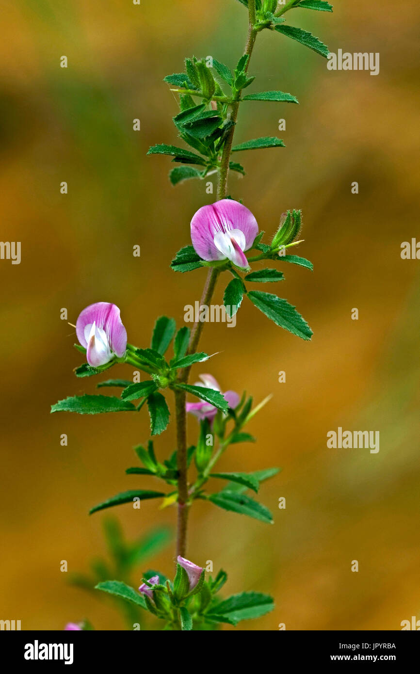 Spiny restharrow in bloom in Catalonia - Spain Stock Photo - Alamy