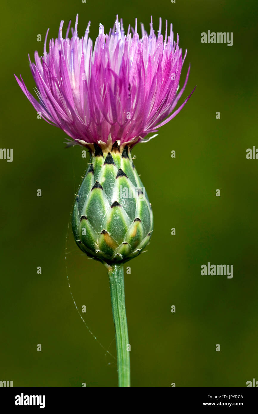 Dagger flower in bloom in Aragon - Spain Stock Photo - Alamy