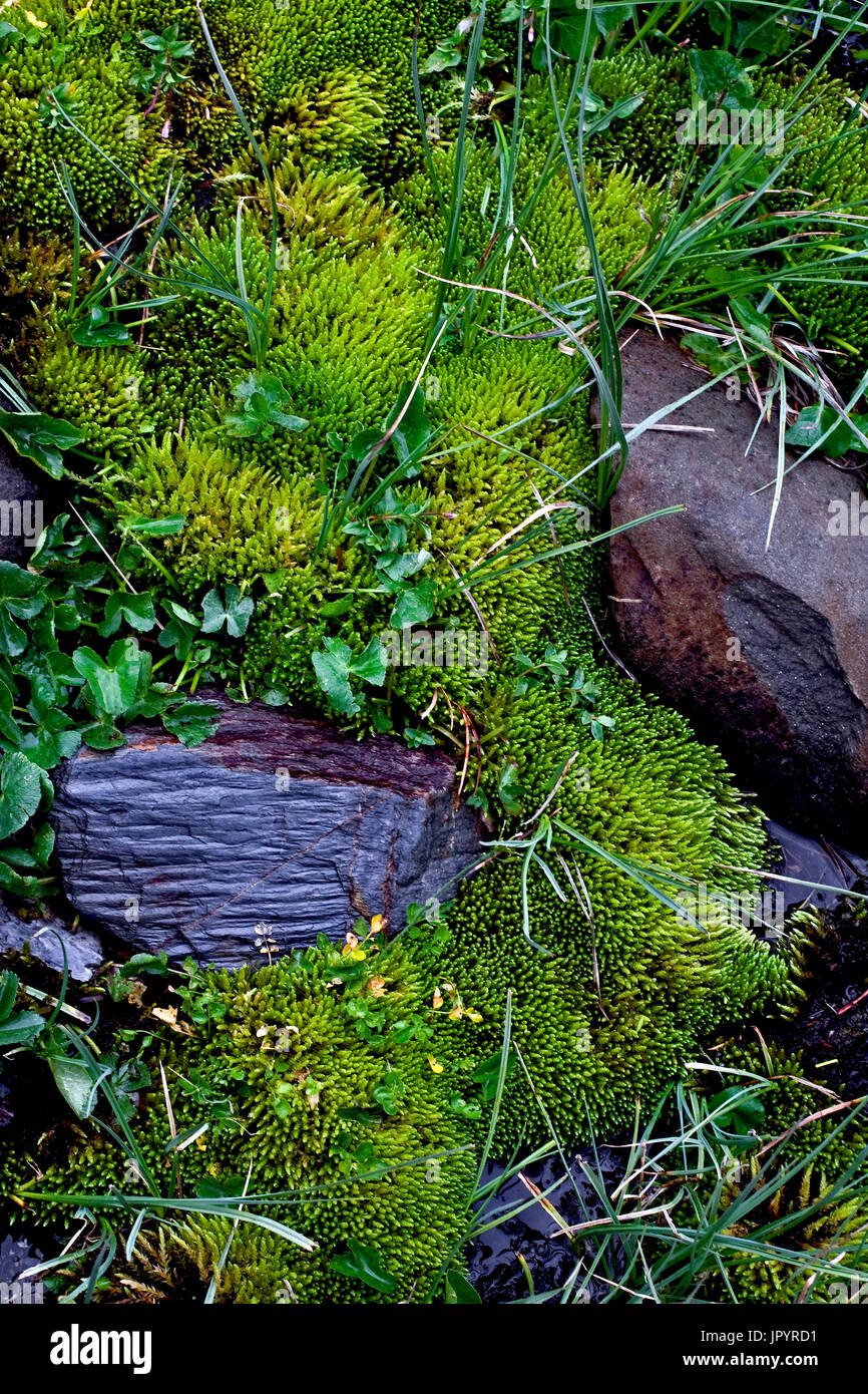 Peat moss or timber hi-res stock photography and images - Alamy