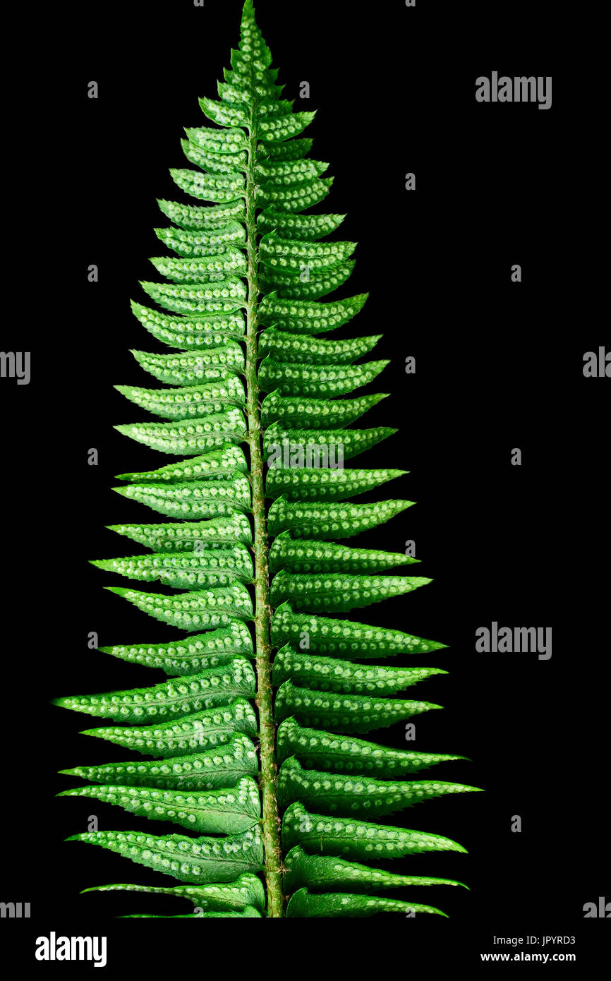 Northern holly fern in Catalonia - Spain Stock Photo - Alamy