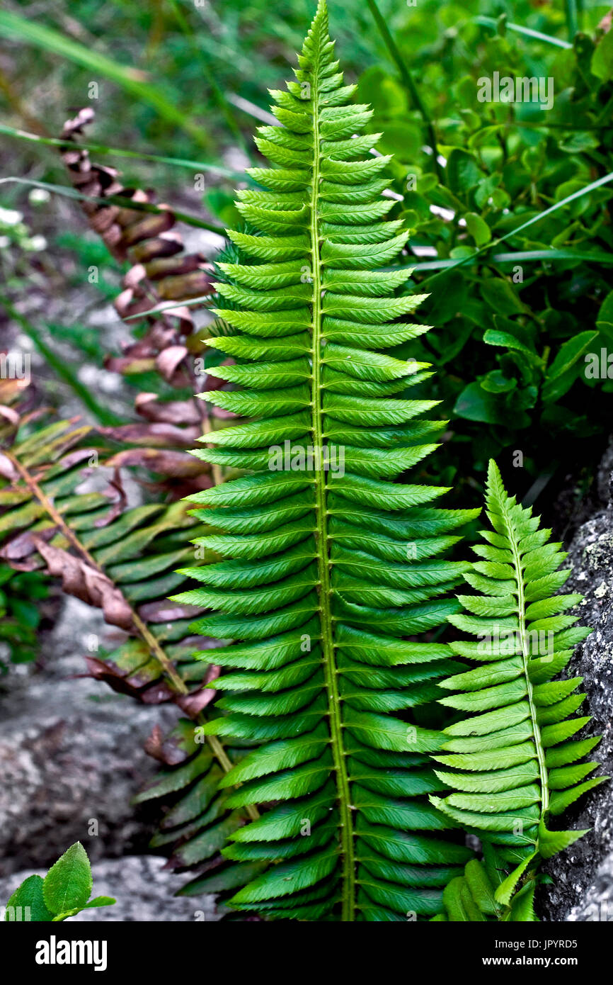 Northern holly fern in Catalonia - Spain Stock Photo - Alamy