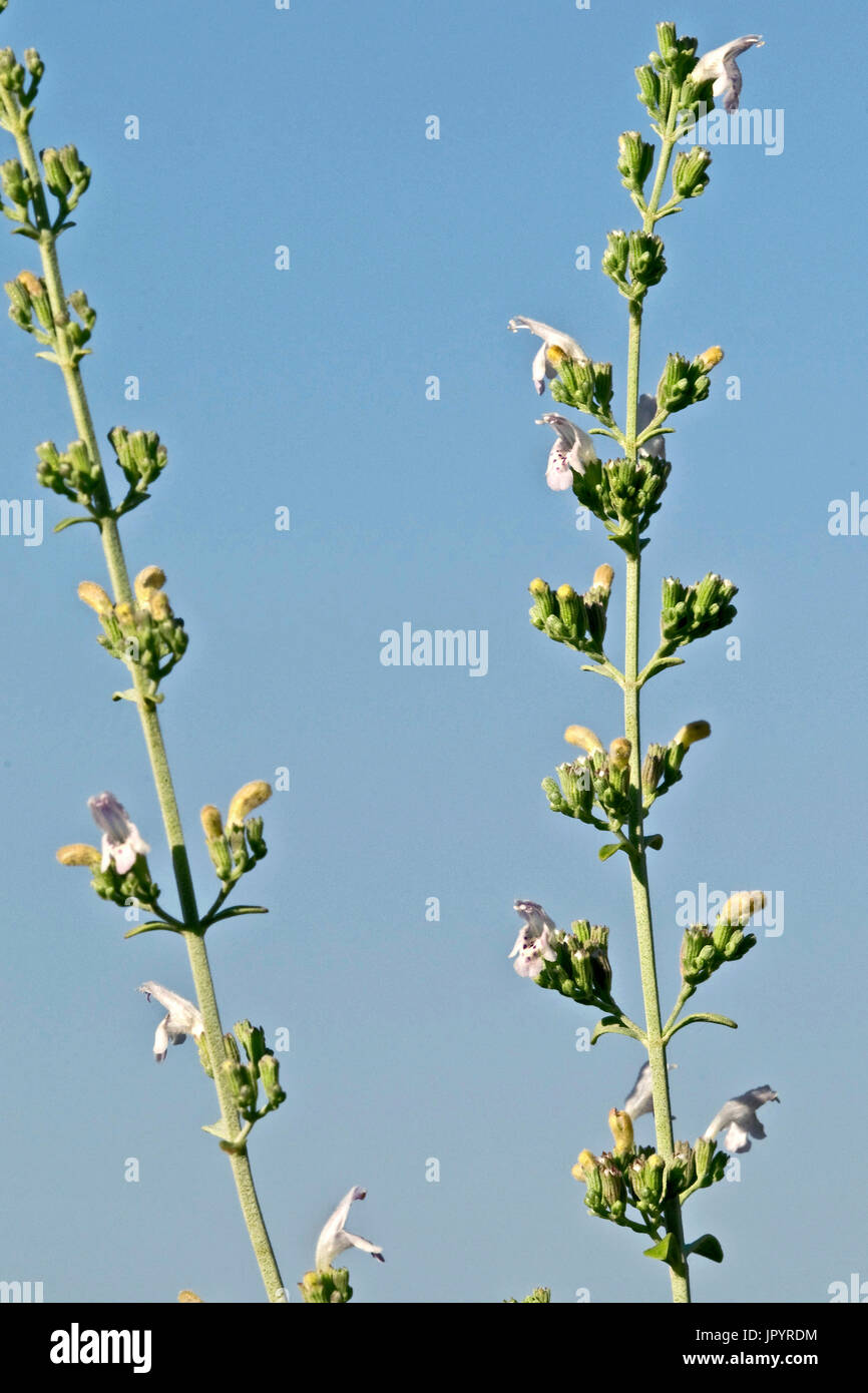 Savory satureja sp hi-res stock photography and images - Alamy