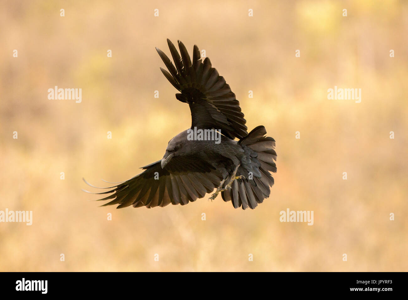 Common Raven in flight - Castile and Leon Spain Stock Photo - Alamy