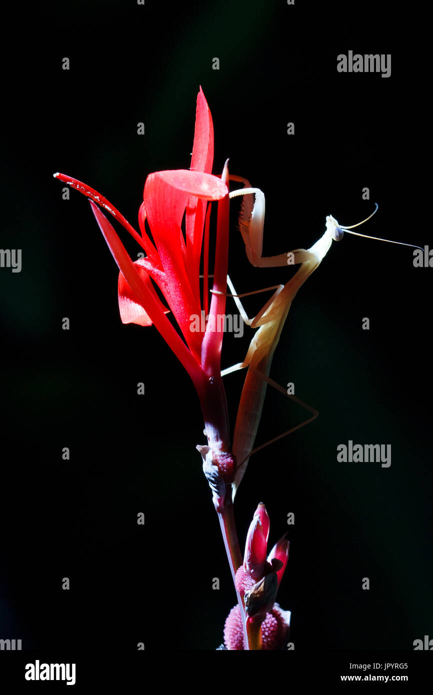 Praying mantis on flower - Tietar Valley Spain Stock Photo - Alamy
