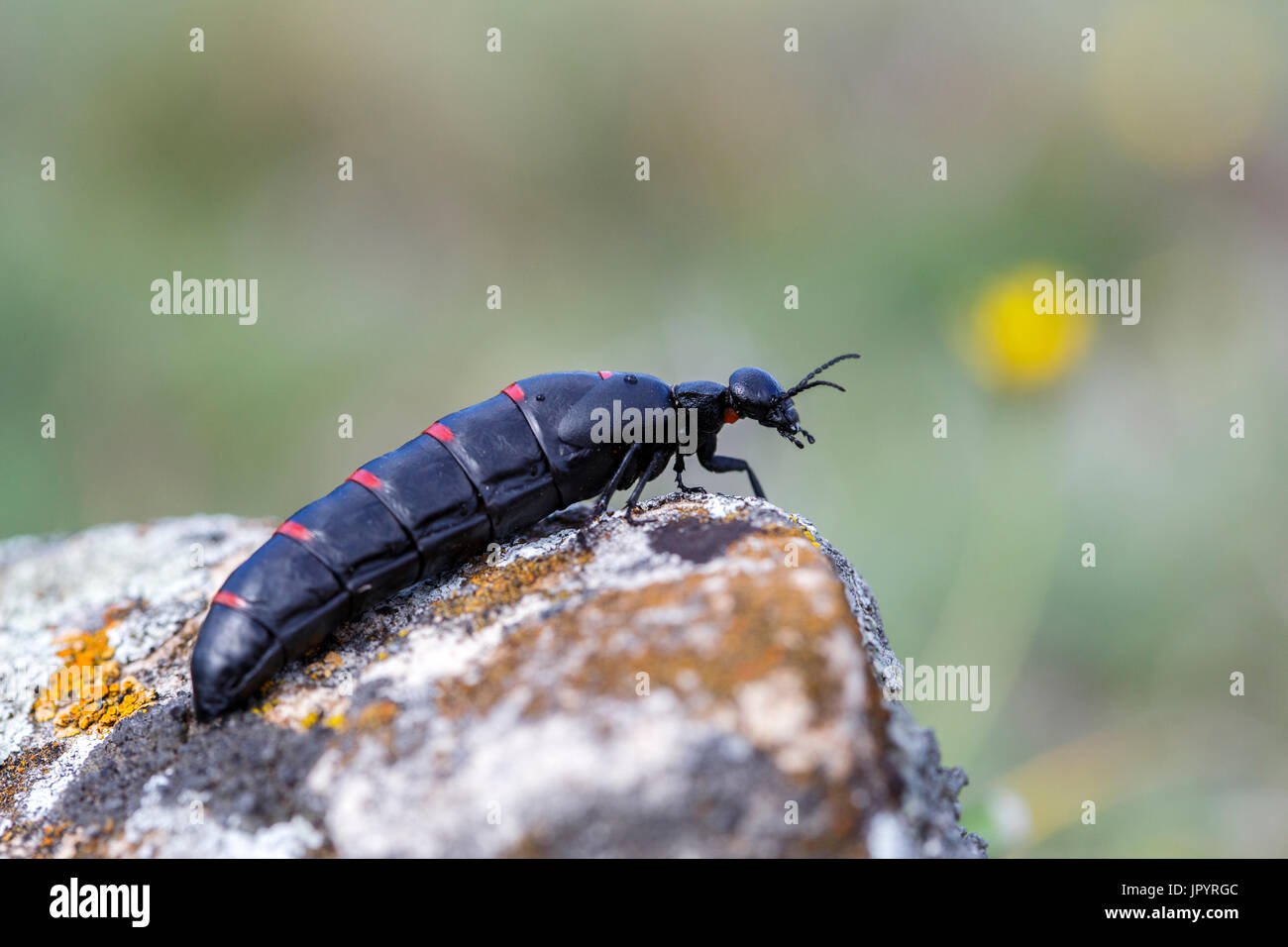 Red striped insect hi-res stock photography and images - Alamy