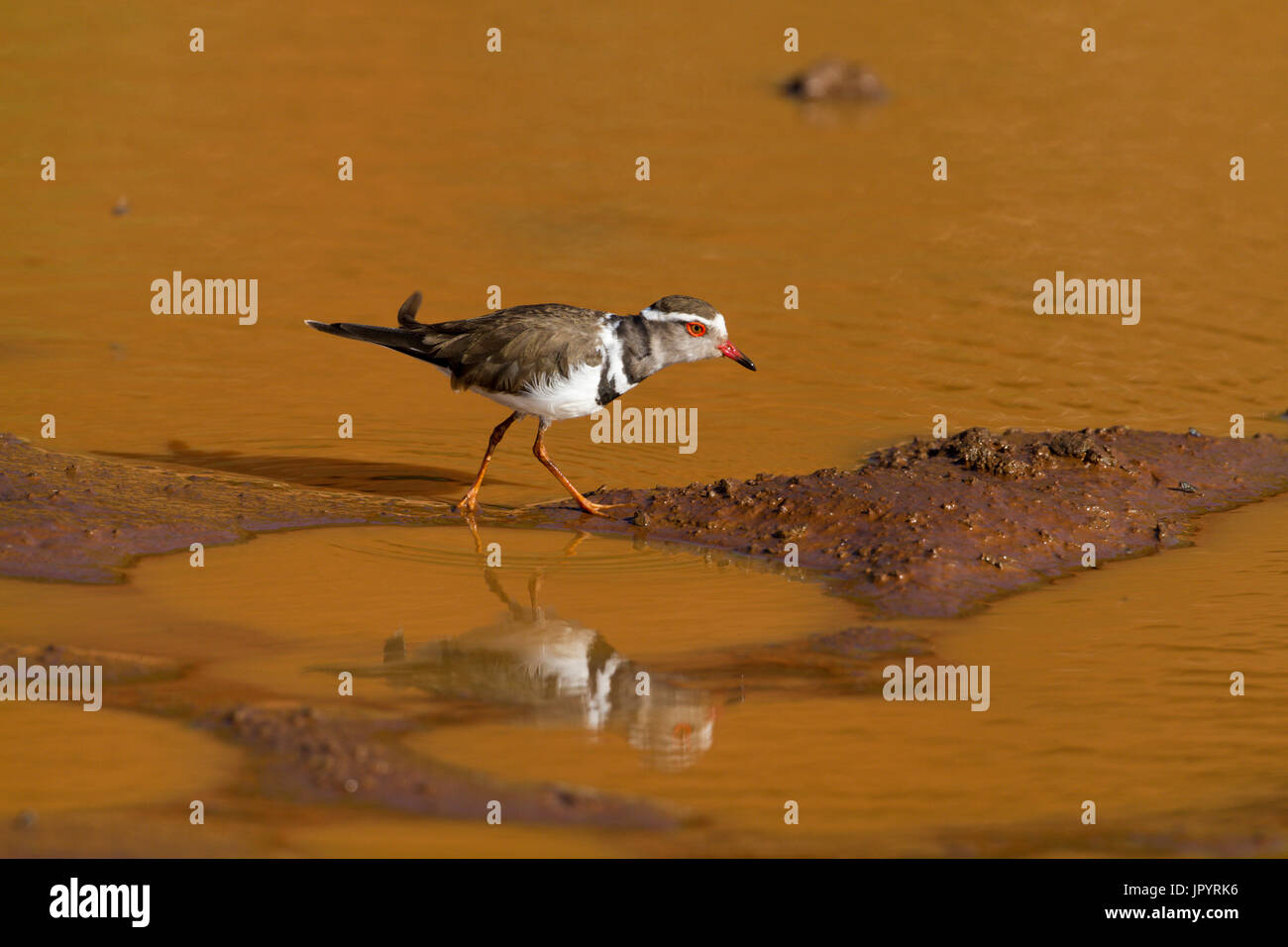 Forbes's Plover walking in mud - Hell's gate Kenya Stock Photo - Alamy