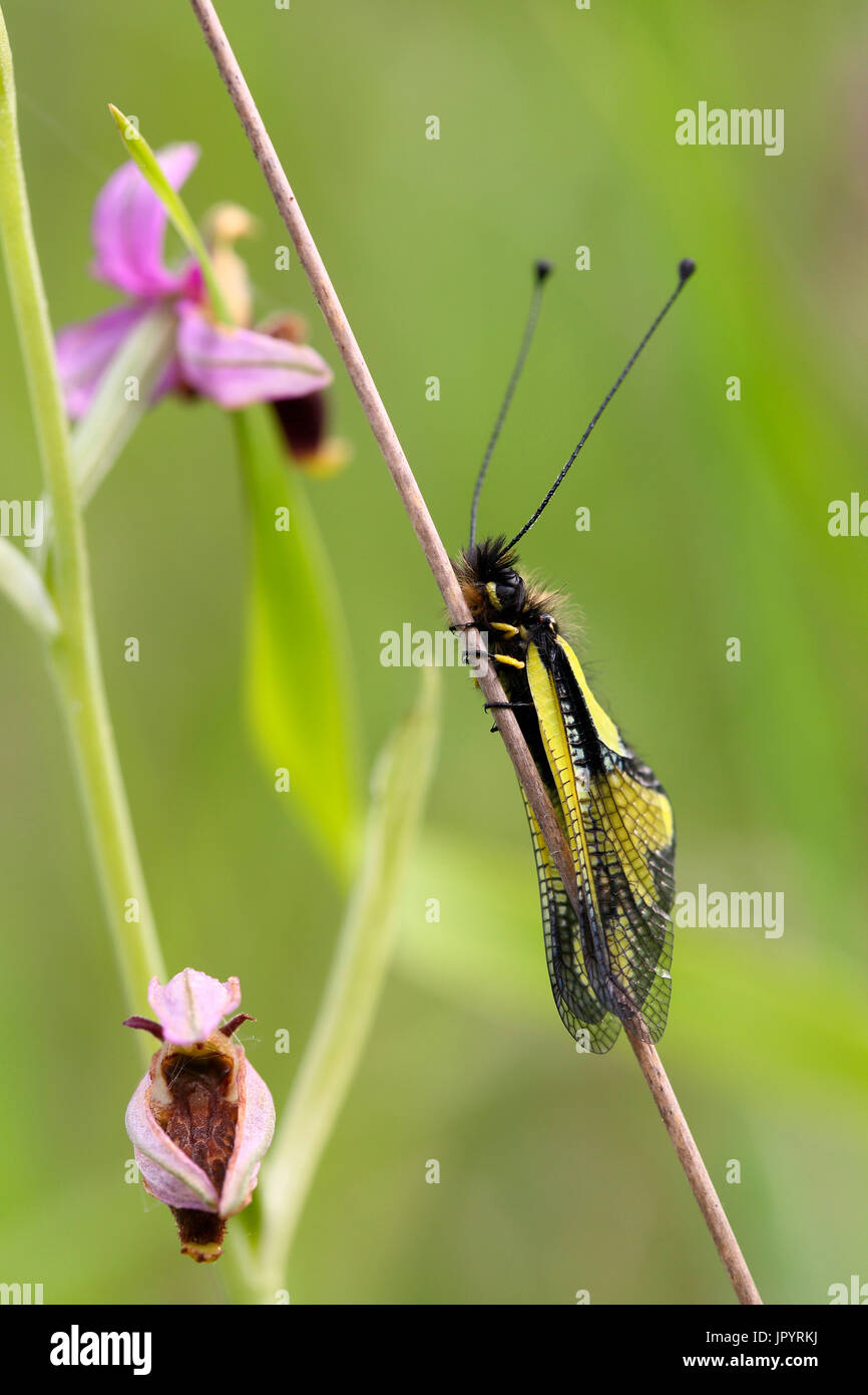 The butterfly lion hi-res stock photography and images - Alamy