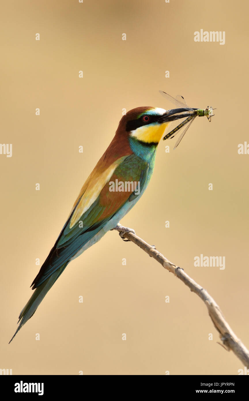 European Bee-eater with prey on a branch - Burgundy France Stock Photo ...