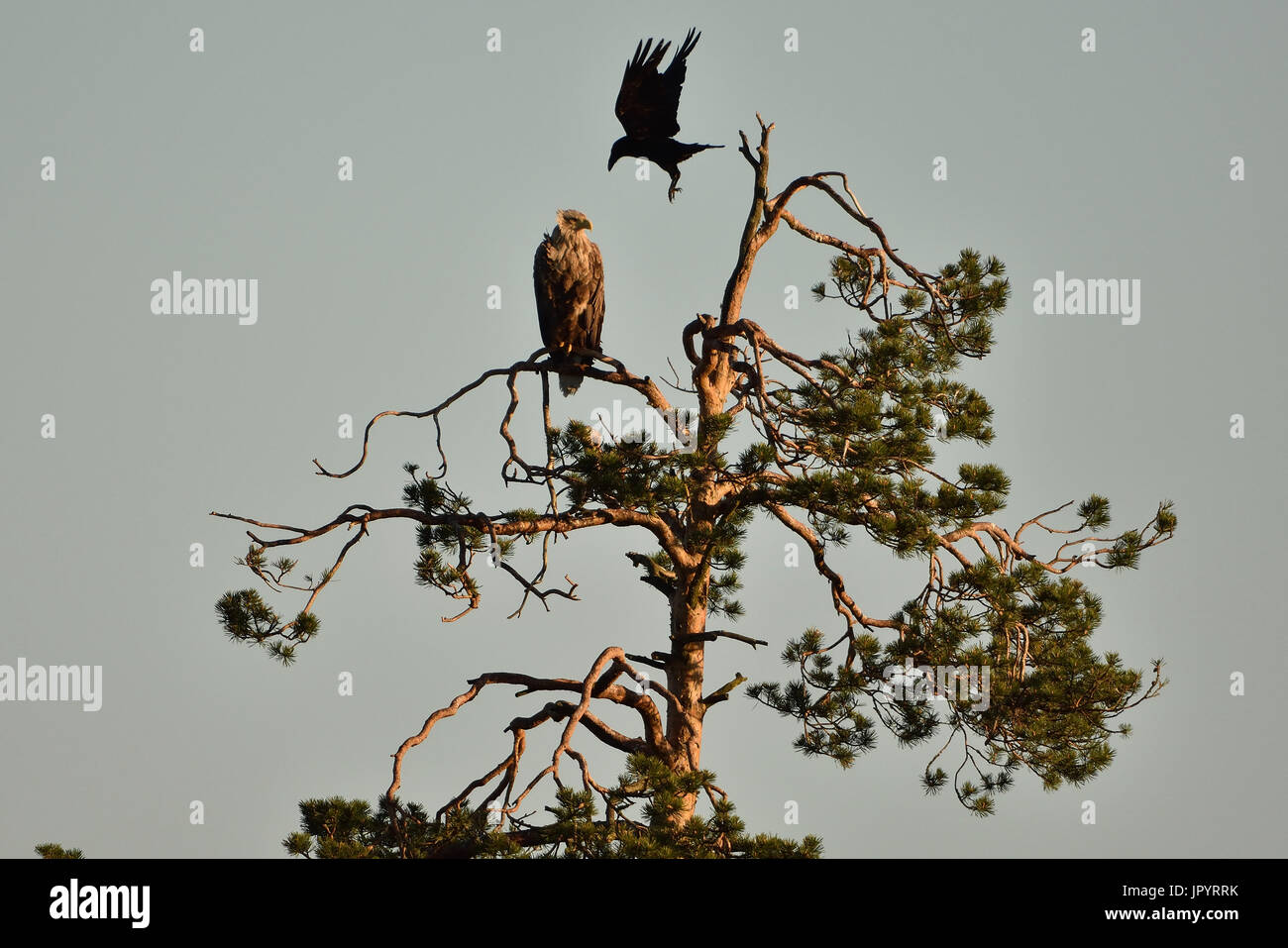 White tailed eagle attacked by a Raven - Finland Stock Photo - Alamy