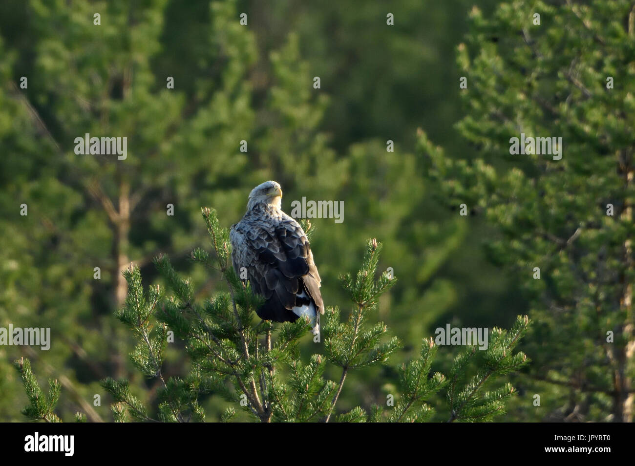 White-tailed Eagle on a Pine tree - Finland Stock Photo - Alamy