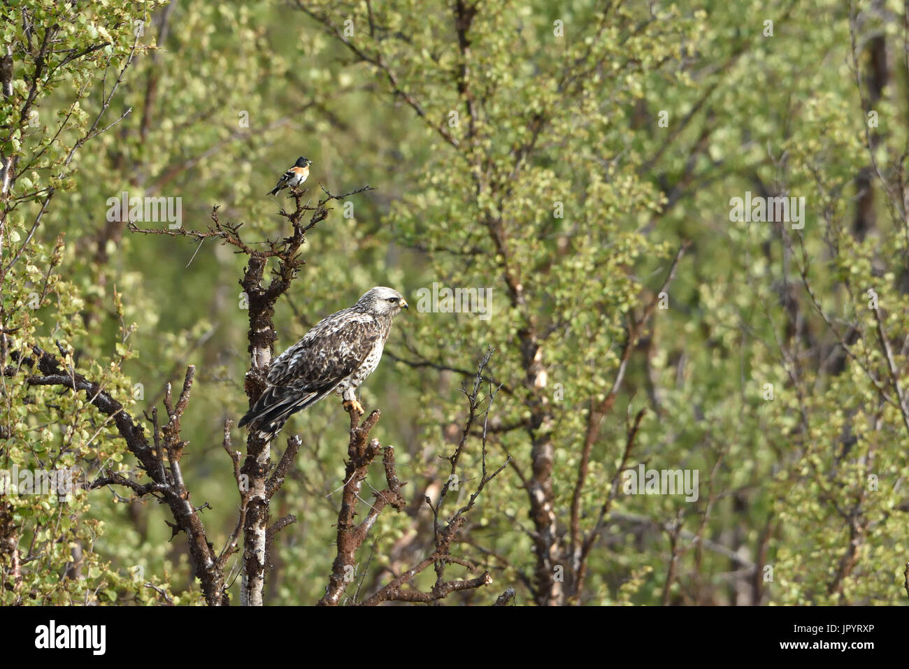 Rough-legged Hawk and Brambling on branch - Varanger Norway Stock Photo ...