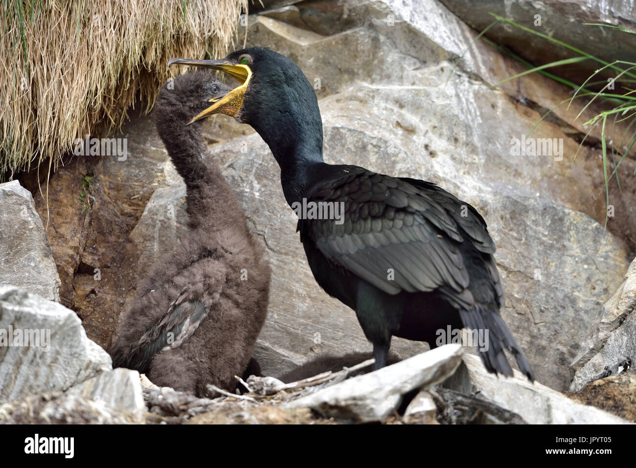 European Shag feeding chick - Hornøya Norway Stock Photo - Alamy