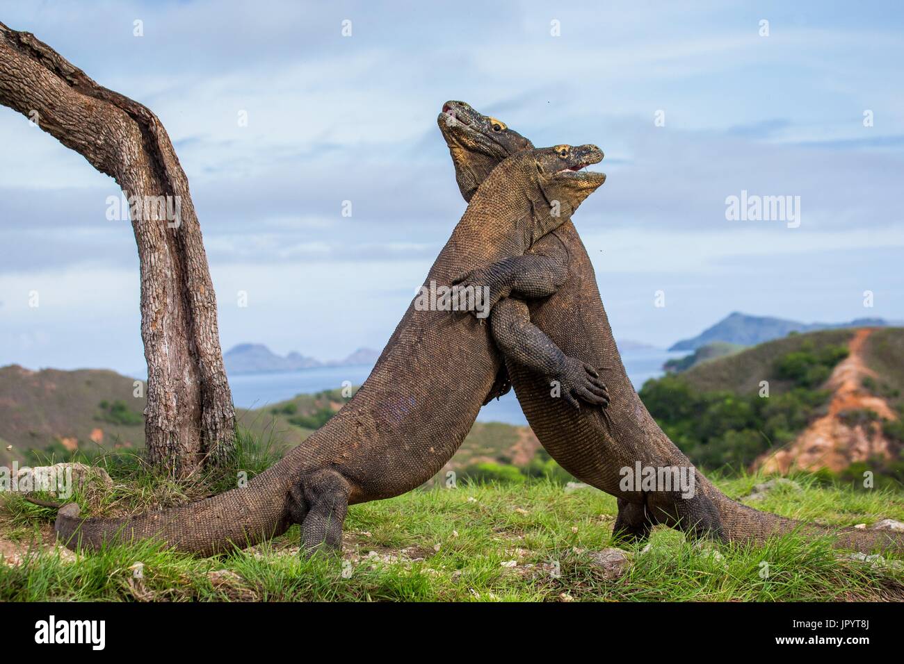 Two Komodo Dragons are fighting each other. Very rare picture Stock Photo - Alamy