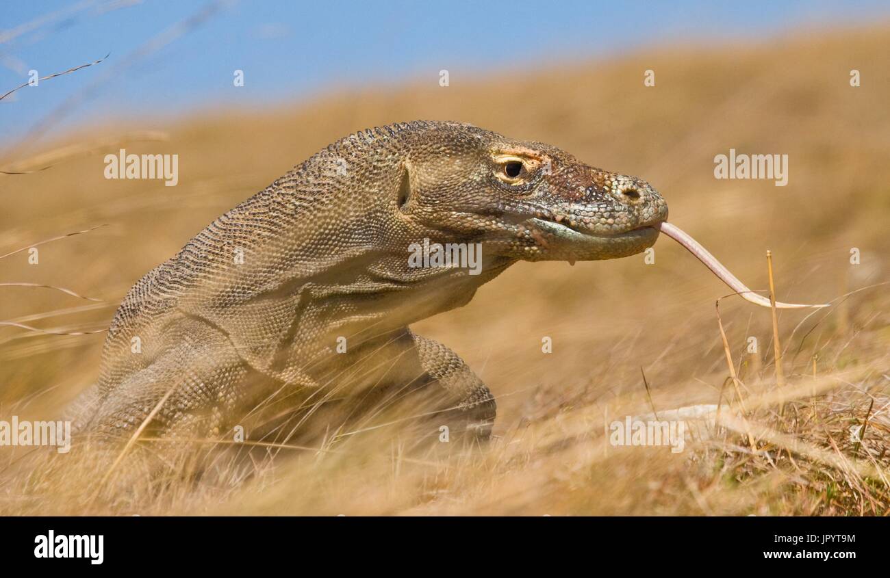 Portrait of Komodo Dragon. Close-up. Indonesia. Komodo Stock Photo - Alamy