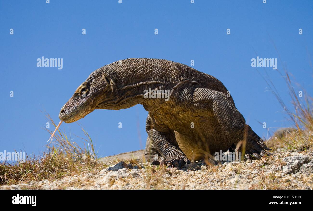 Komodo dragon is on the ground. Interesting perspective Stock Photo - Alamy