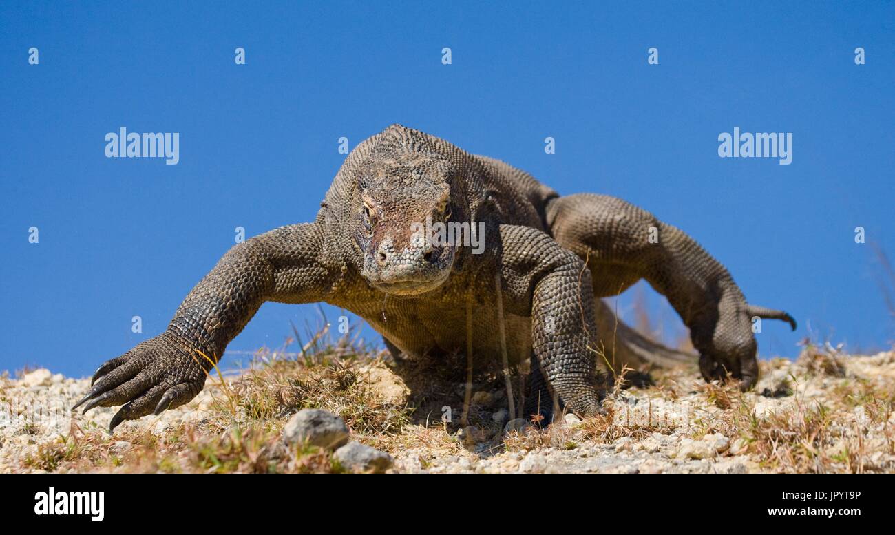 Komodo dragon is on the ground. Interesting perspective Stock Photo - Alamy