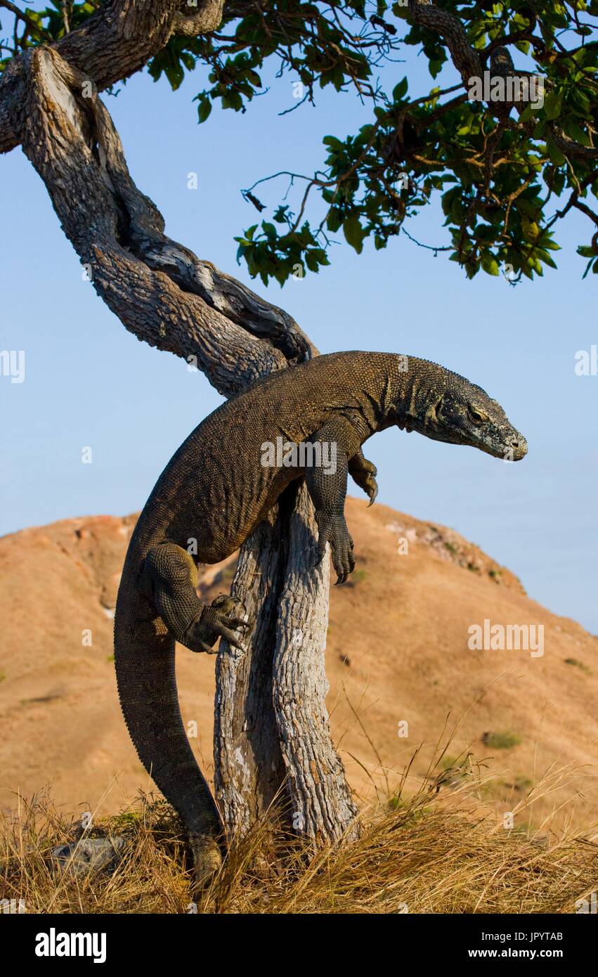 Komodo dragon climbed a tree. Very rare picture. Indonesia. Komodo ...