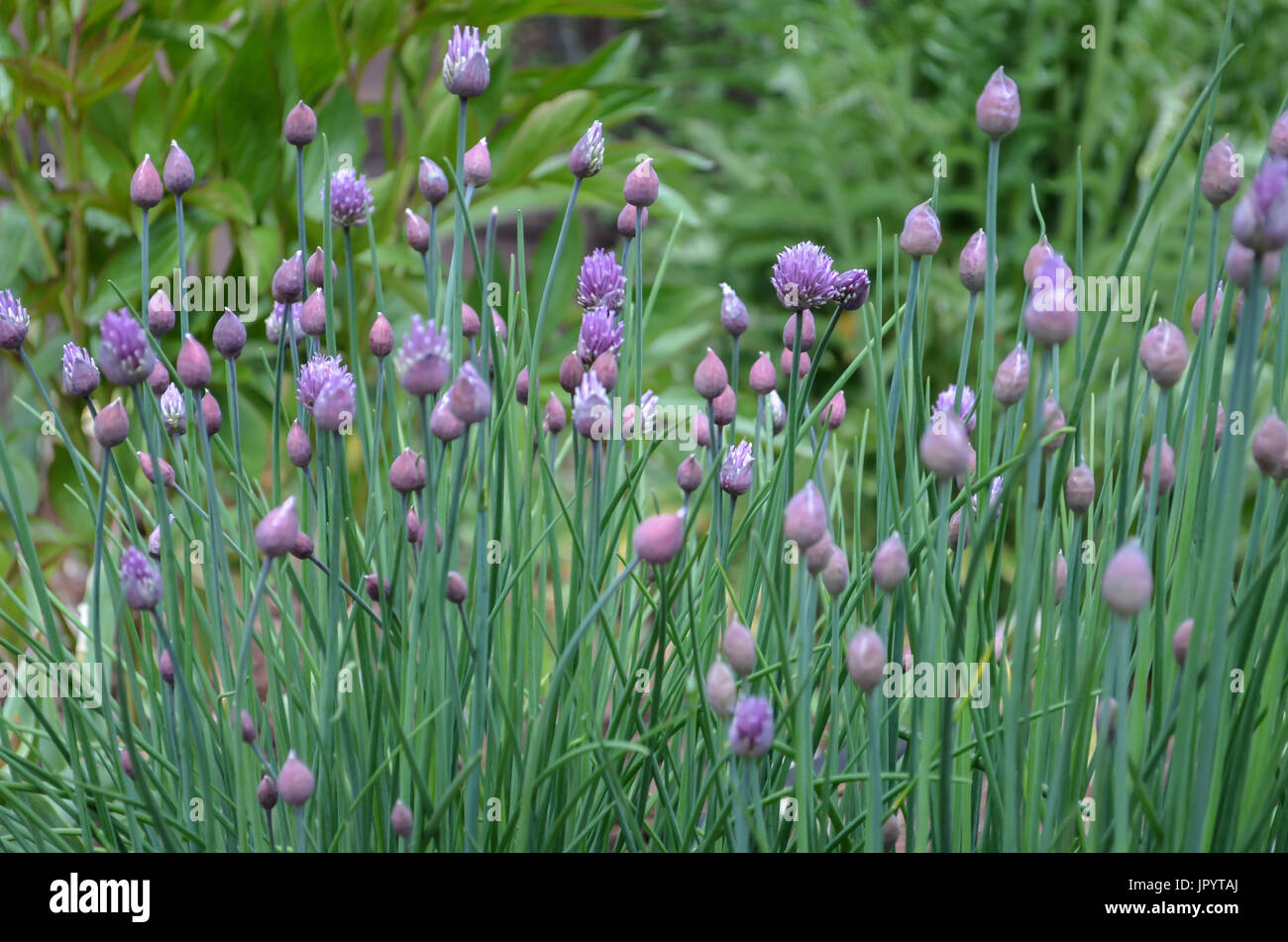Purple flowering chives growing in the wild Stock Photo - Alamy