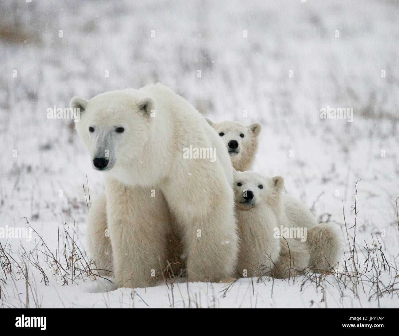 Polar bear with a cubs in the tundra. Canada Stock Photo - Alamy