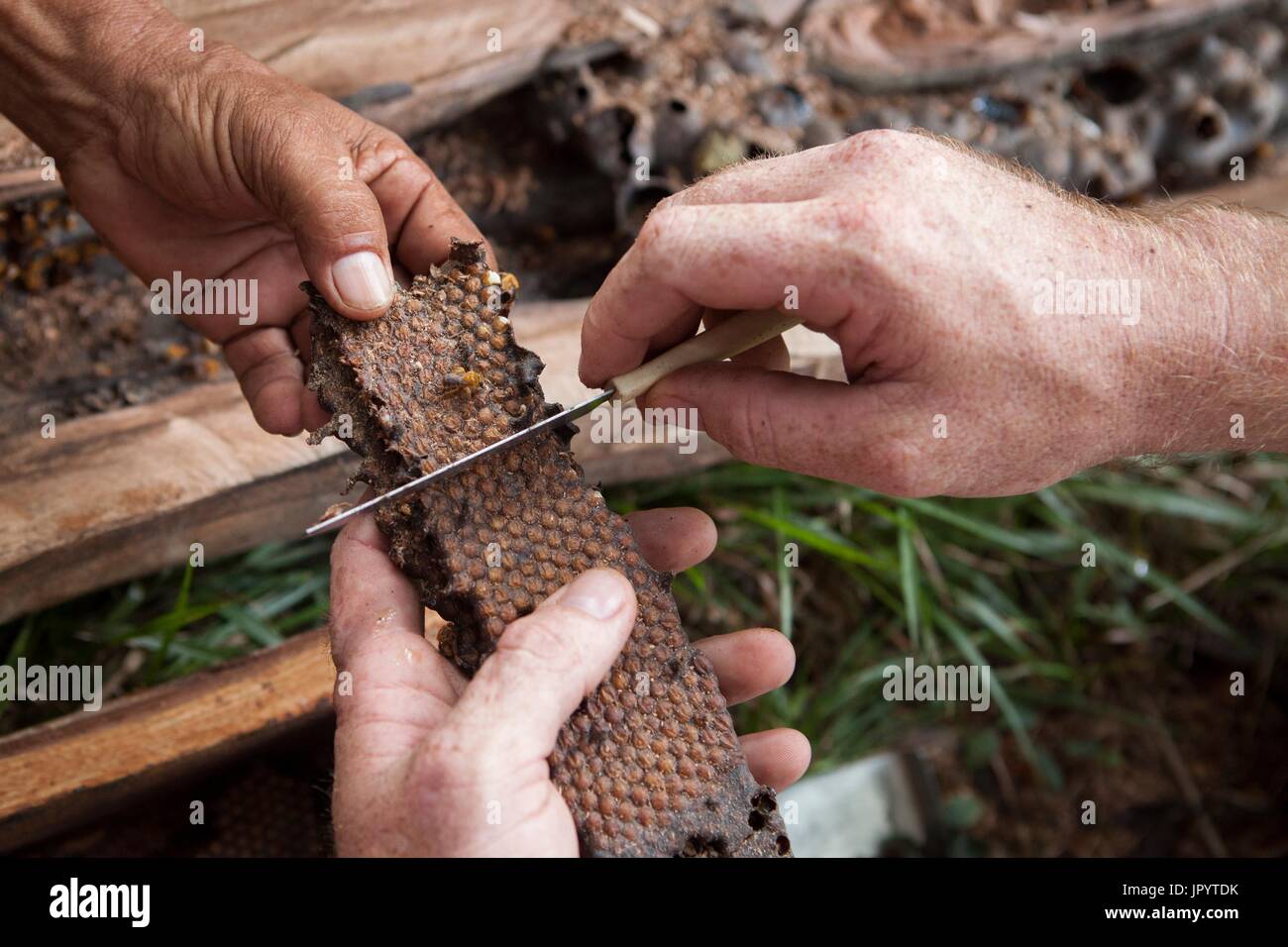 Personal bee hives hi-res stock photography and images - Alamy