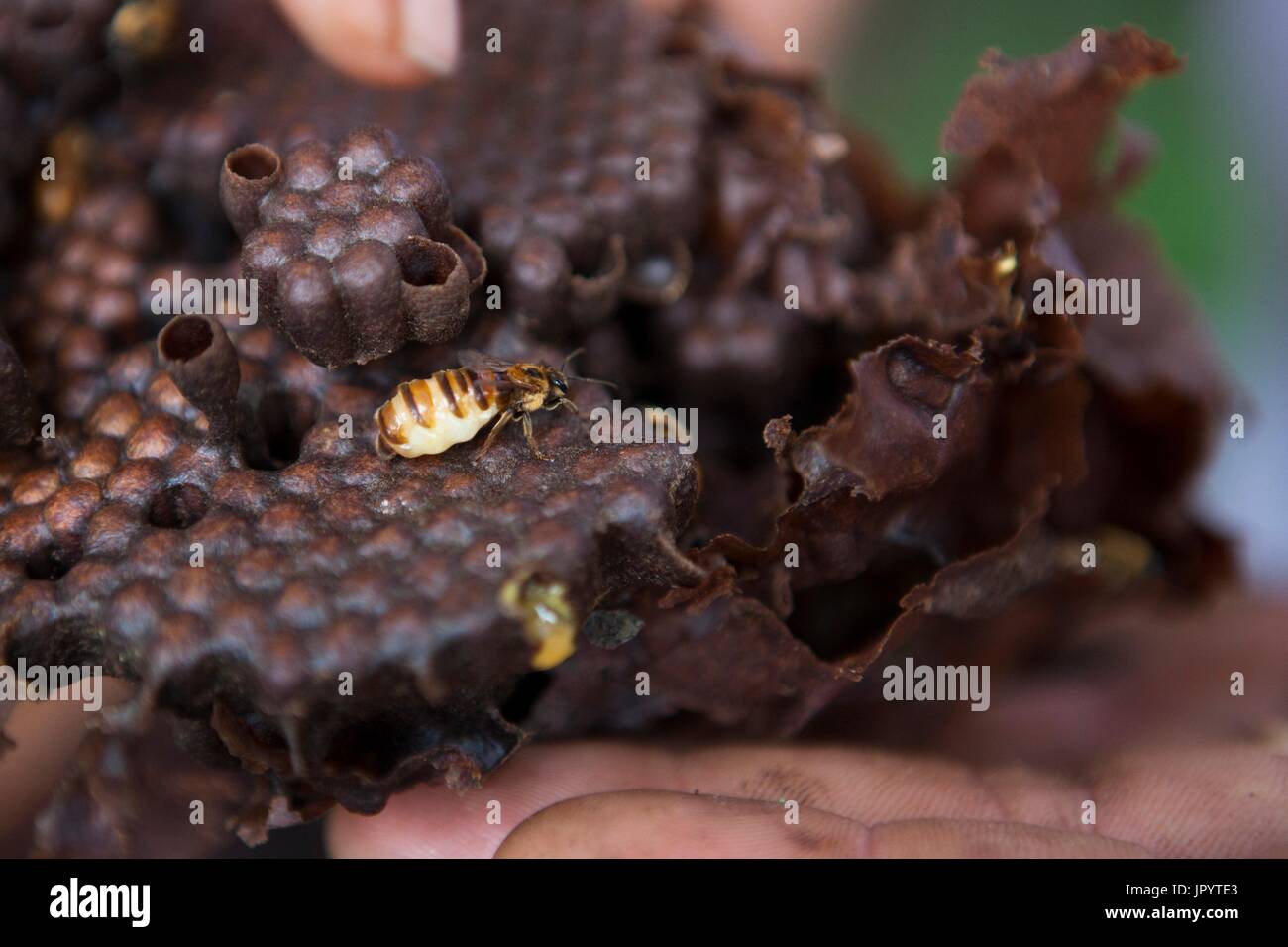 Melipona bee hi-res stock photography and images - Alamy