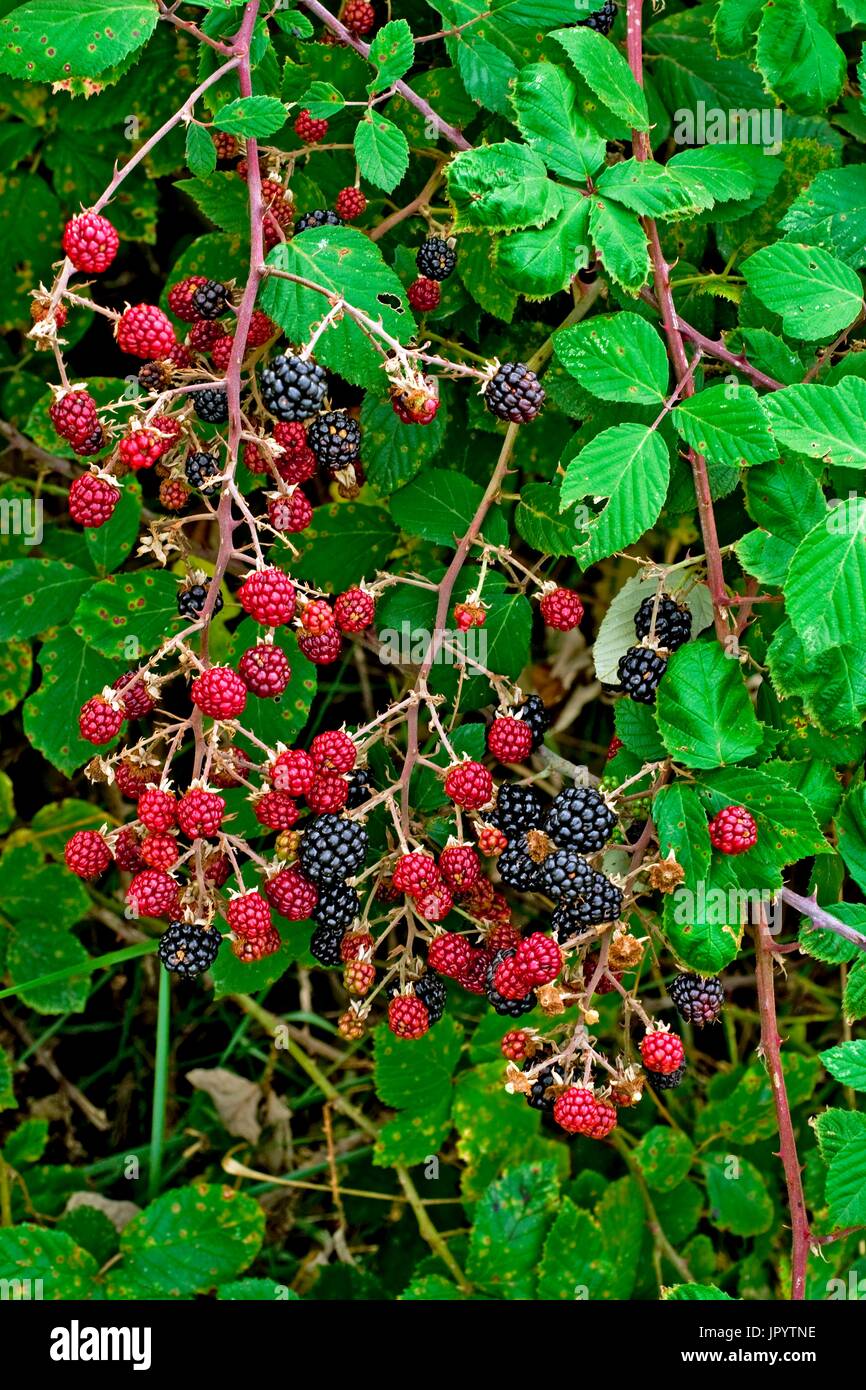 Elm leaved bramble rubus ulmifolius hi-res stock photography and images ...