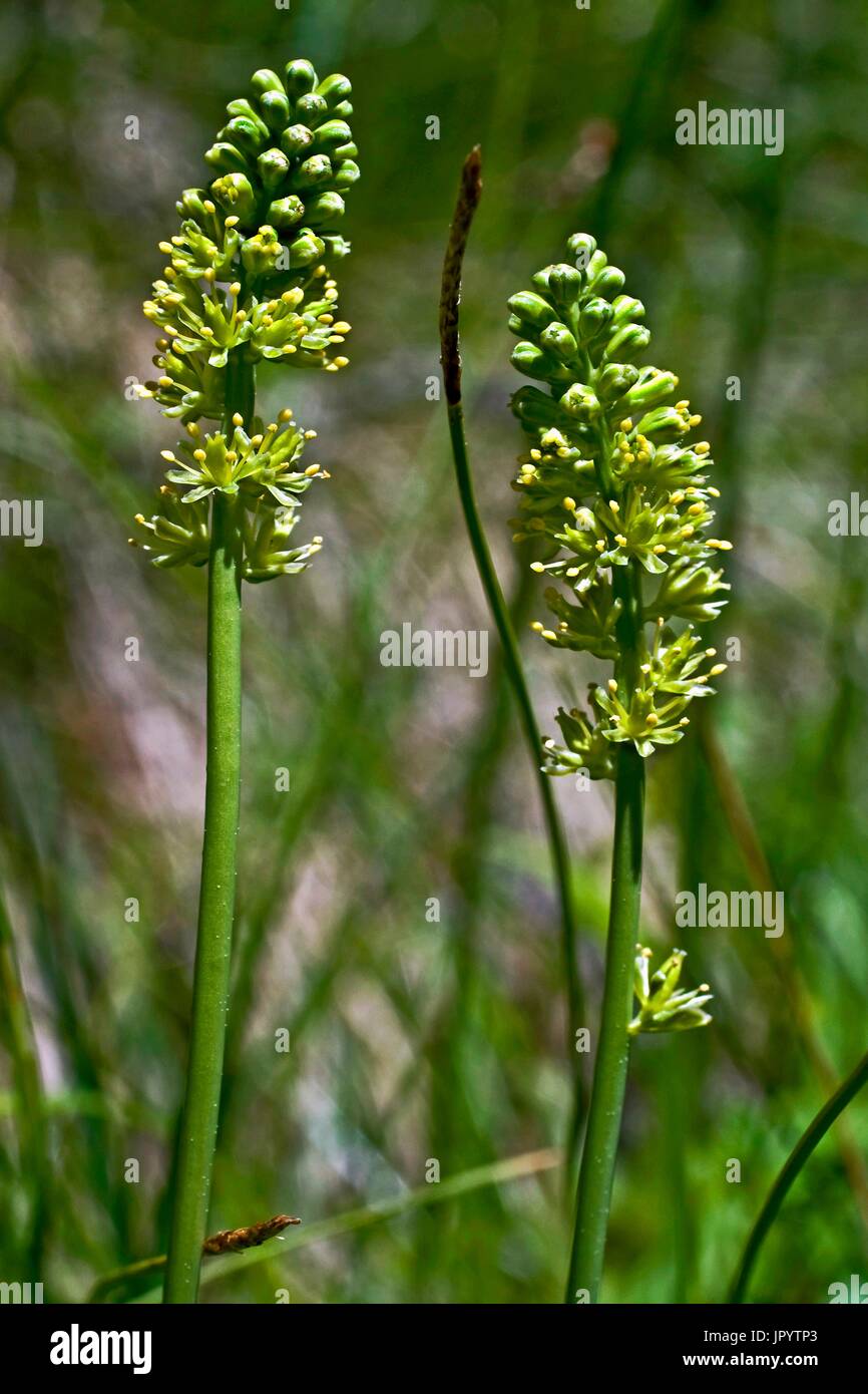 Blooming Tofieldia (Tofieldia Calyculata Whalenb). Wet and alkaline ...