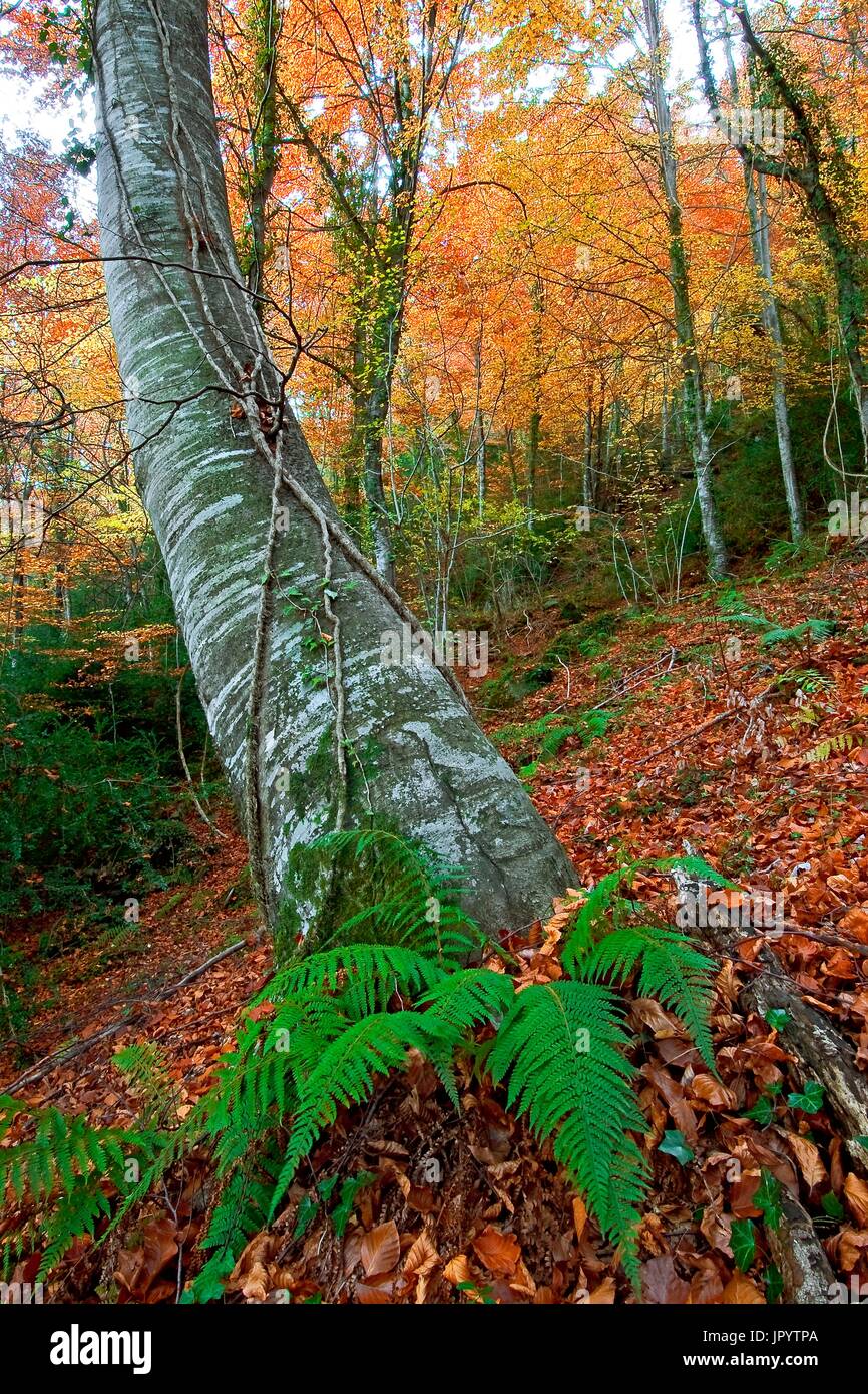Soft shield-fern (Polystichum setiferum) on the foot of a Beach (Fagus ...