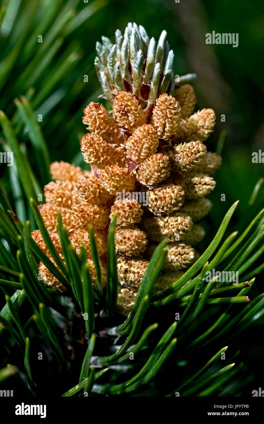 Creeping Pine (pinus mugo subsp. uncinata) with male flowers. Used as a ...