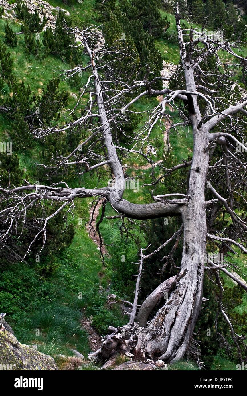 Dead creeping pines (Pinus mugo subsp. uncinata), four-shaped branches ...
