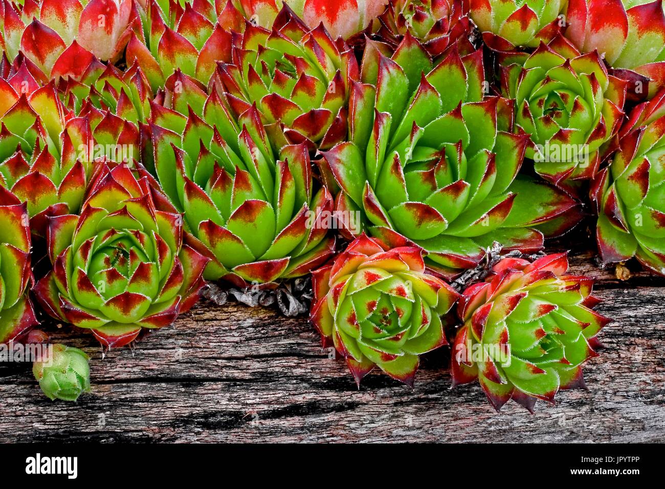 Common houseleek (Sempervivum tectorum) growing on wood. Used as a ...