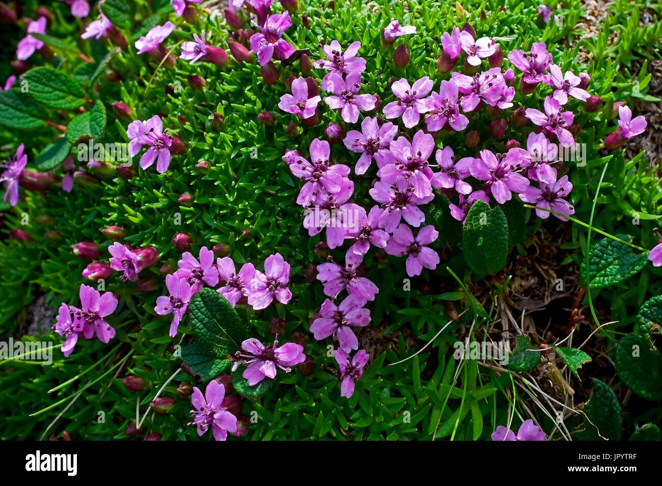 Blooming cushion pink (silene acaulis) and snow willow (Salix cf ...