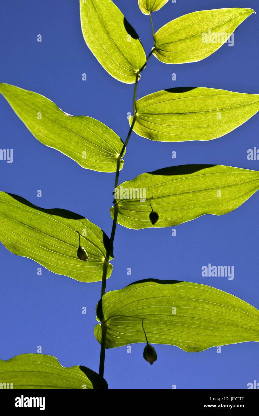 Twistedstlak (Streptopus amplexifolius) with fruits (berries). Wood ...