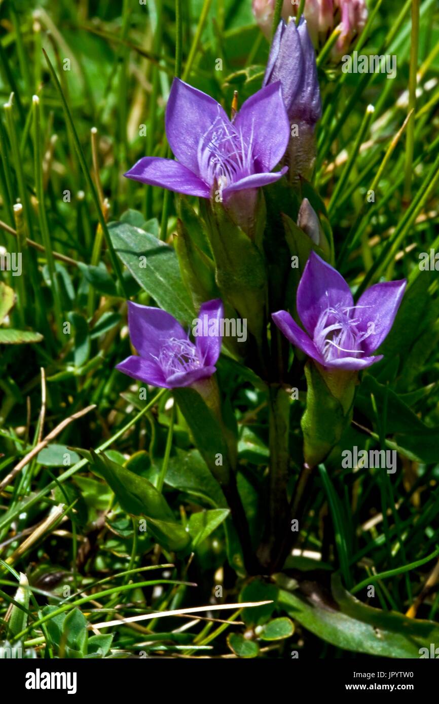 Field gentian gentianella campestris hi-res stock photography and ...