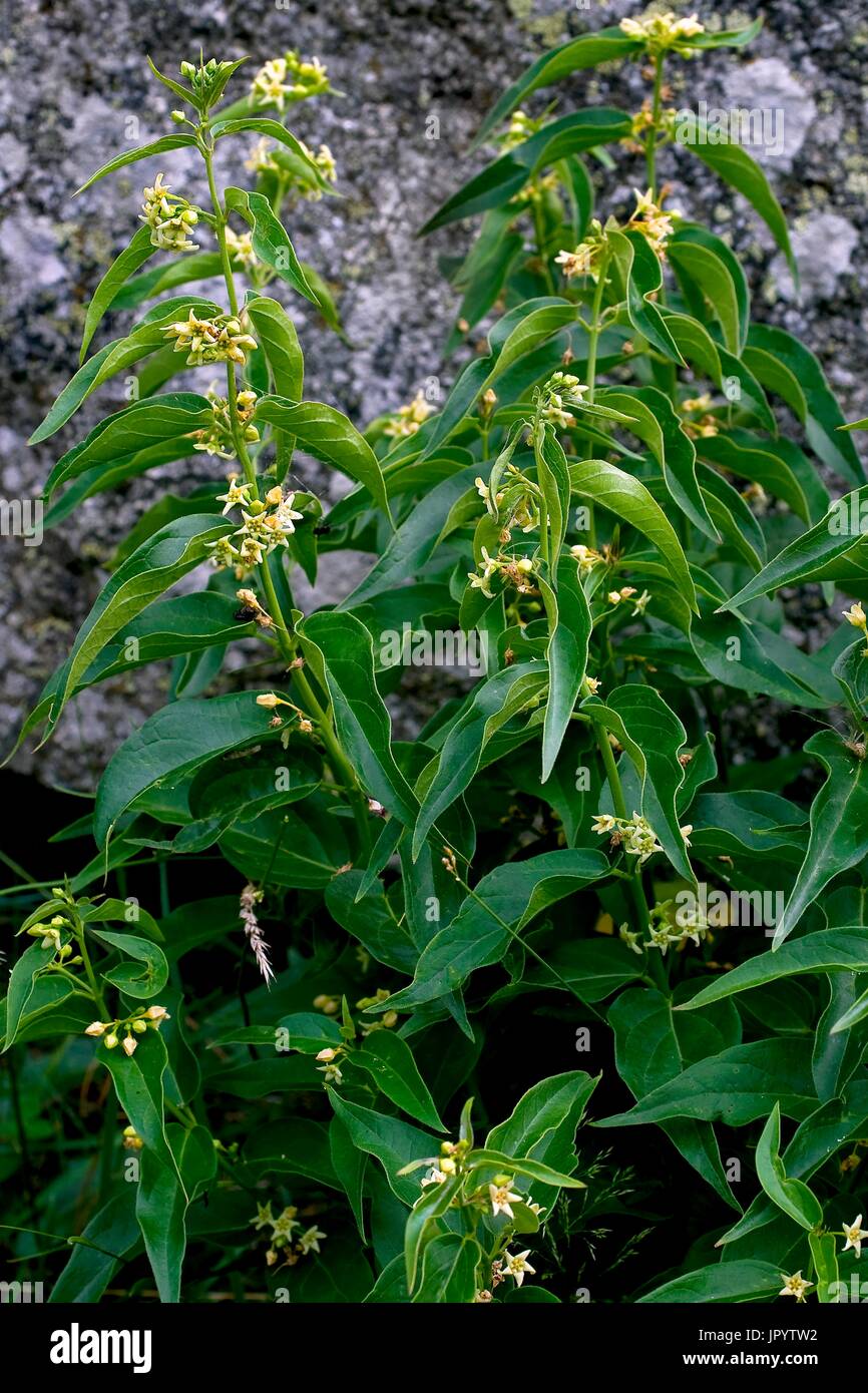 Blooming White swallow-wort (Vincetoxicum hirundinaria intermedium ...