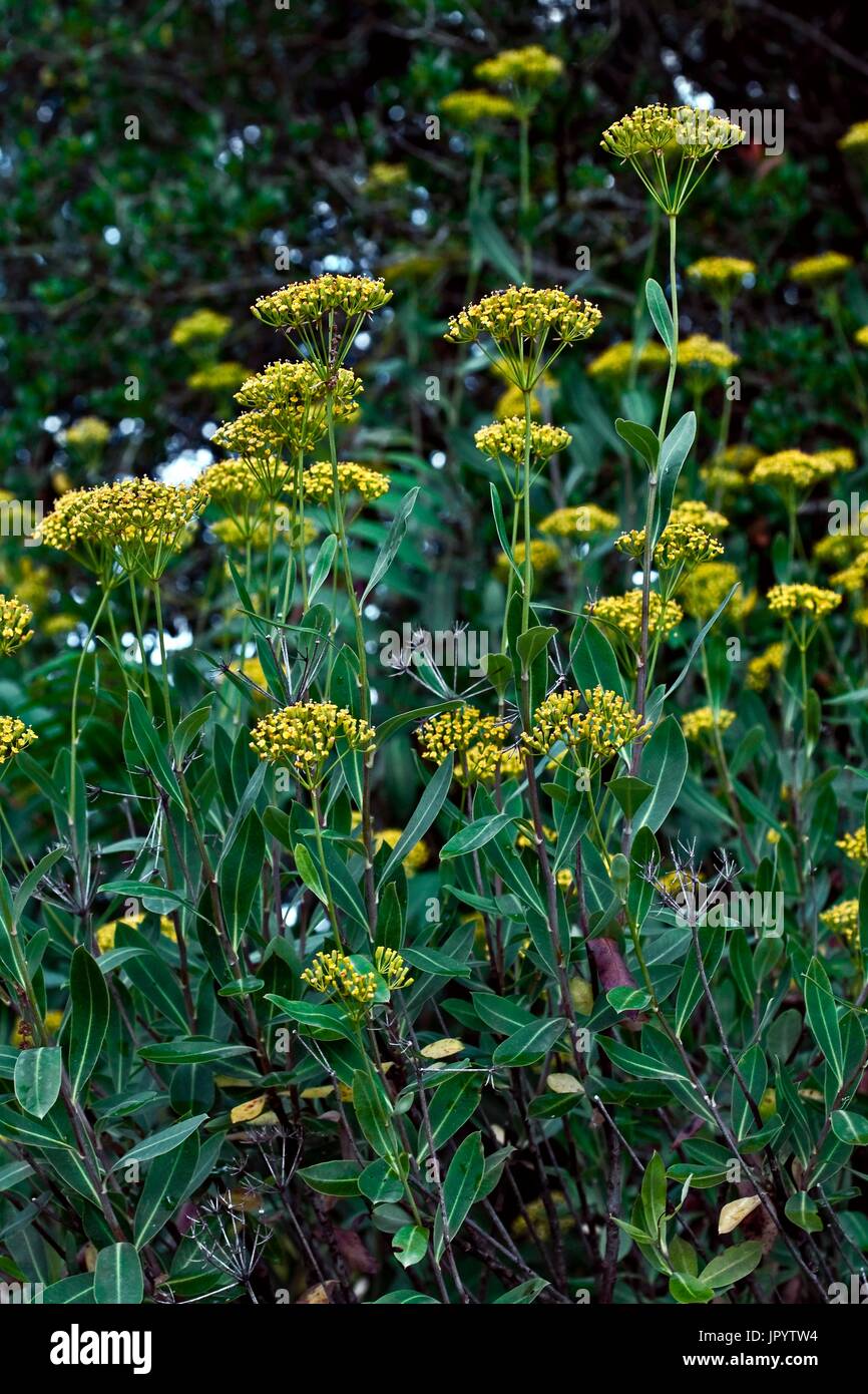 Blooming shrubby Hare's ear (Bupleurum fruticosum). Garrigue plant from ...
